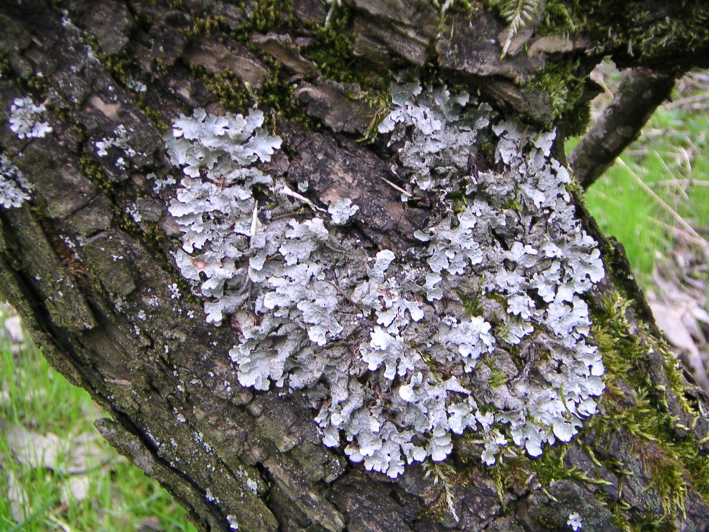 Simbiose, mutualismo e protocooperação | Isso Existe?!